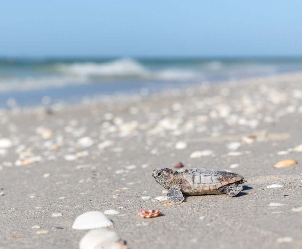 SCCF: Over 2.2K hatchlings and counting - SANIBEL-CAPTIVA - Island ...
